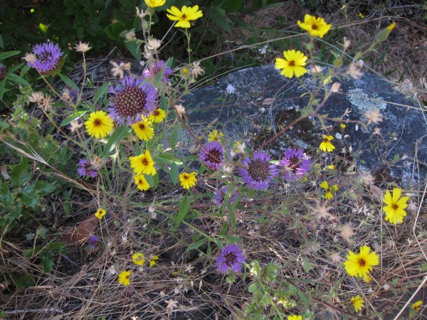 Hetch Hetchy Loop – Wandering the Wild