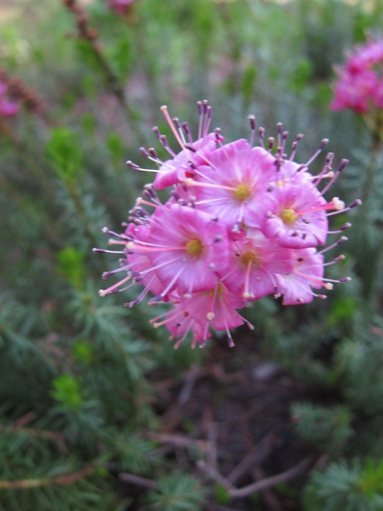 Hetch Hetchy Loop – Wandering the Wild