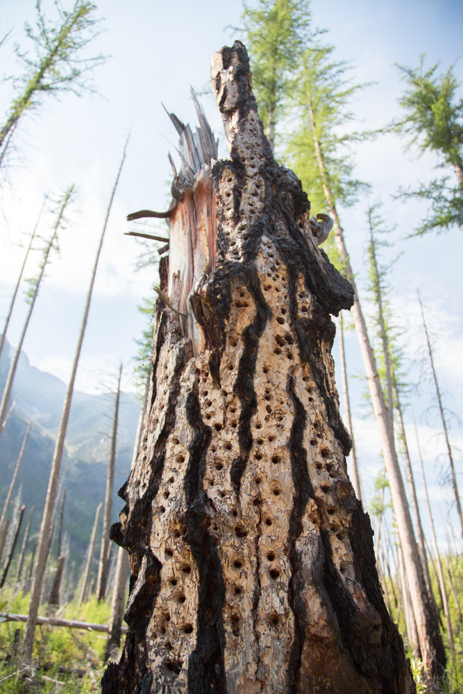 Engaged in Glacier National Park! – Wandering the Wild
