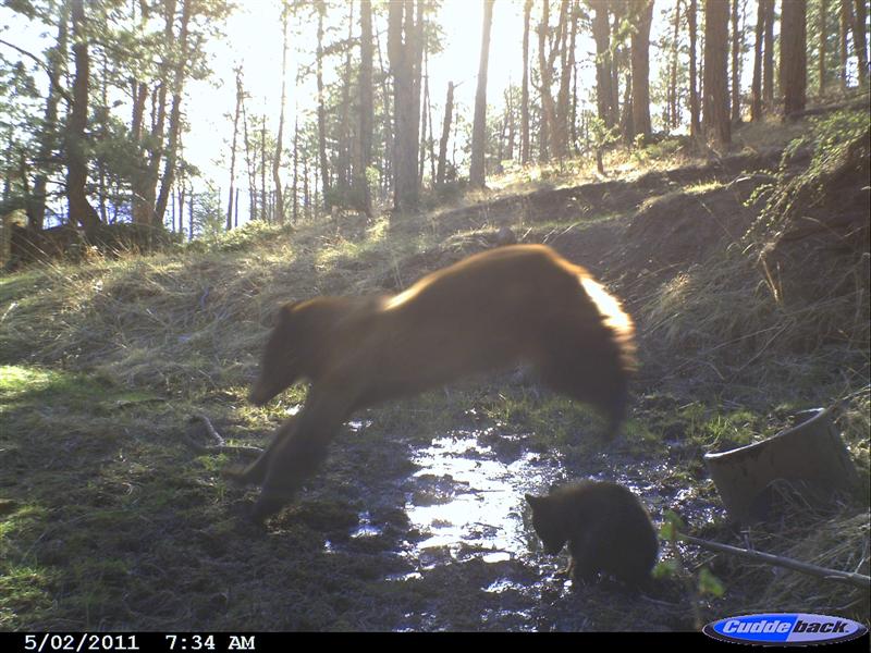 Unmanned Wildlife Cameras – Wandering the Wild