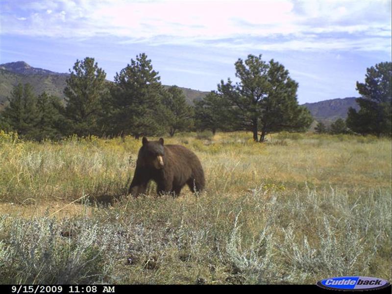 Unmanned Wildlife Cameras – Wandering the Wild