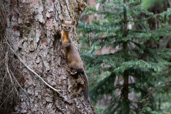 10 Ways “Wild” Rang True and 10 Ways it Strayed – Wandering the Wild